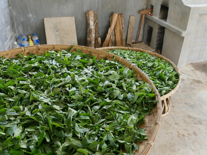 What Is Gushu PuErh Tea?