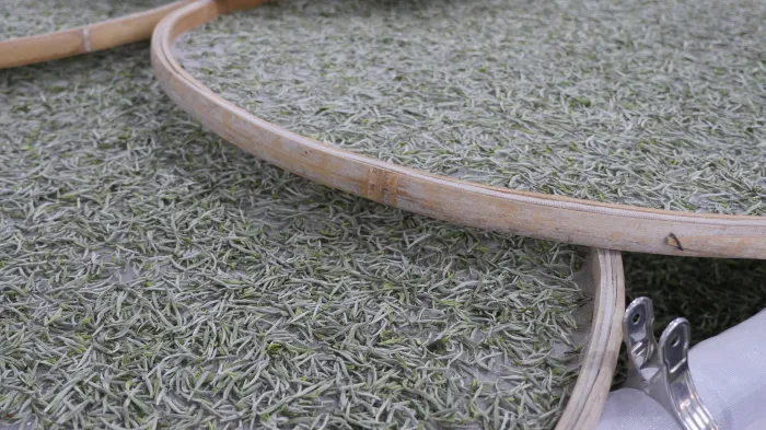 What is White Tea?
